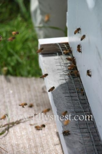 Backyard Chickens and Bees: Do Chickens Eat Bees? - Grit